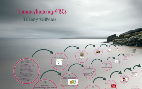 Human Anatomy ABC Book by Tiffany Williams on Prezi