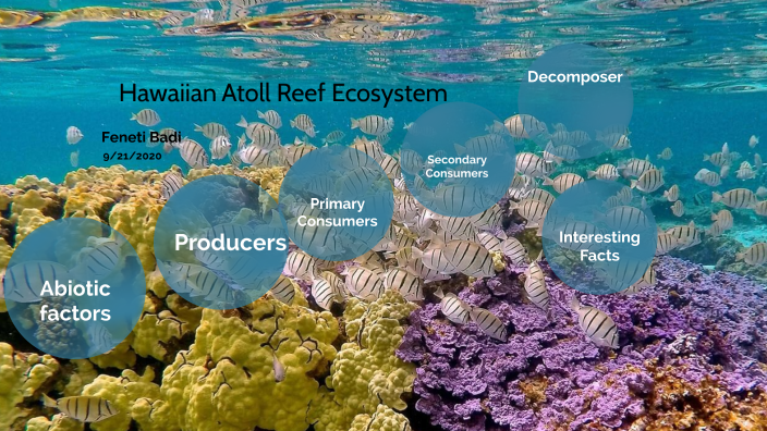 Hawaiian Atoll Reef Ecosystem by feneti badi on Prezi