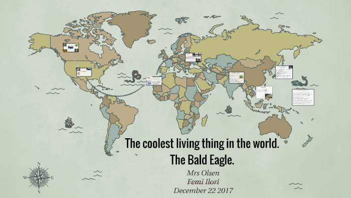 The coolest living thing in the world. The Bald Eagle. by Femi Ilori