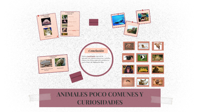 ANIMALES POCO COMUNES Y CURIOSIDADES DE LOS ANIMALES by Sara y Claudia ...