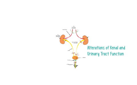 Alterations of Renal and Urinary Function by on Prezi