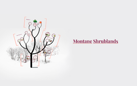 Montane Shrublands by Jenna Prunty on Prezi
