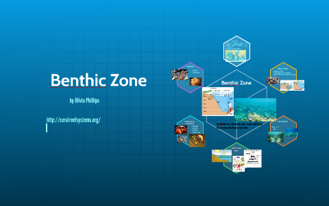 Benthic Zone by Olivia Phillips