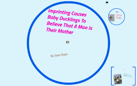 'Imprinting' Causes Baby Ducklings To Believe That A Man Is by Mrs ...