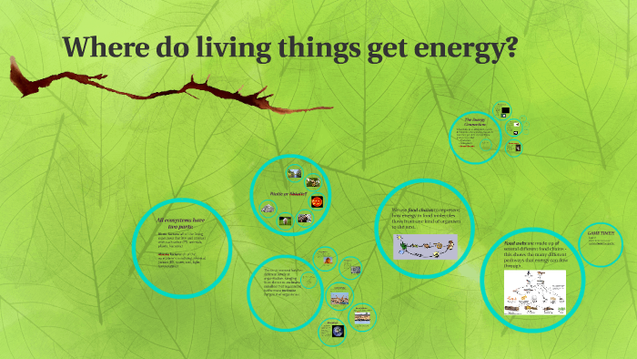 Where do living things get energy? by Megan Pharr on Prezi
