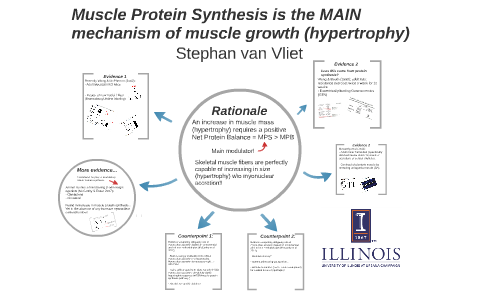 Muscle Protein Synthesis is the main mechanism of muscle growth by ...
