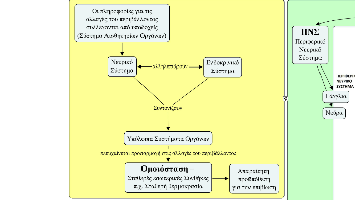 ΔΟΜΗ ΚΑΙ ΛΕΙΤΟΥΡΓΙΑ ΤΩΝ ΝΕΥΡΙΚΩΝ ΚΥΤΤΑΡΩΝ by Vasilis Georgiadis on Prezi