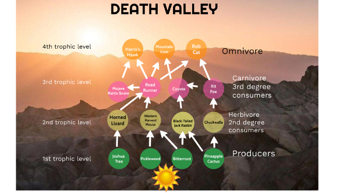 Death Valley Food Web by Janelle Card on Prezi