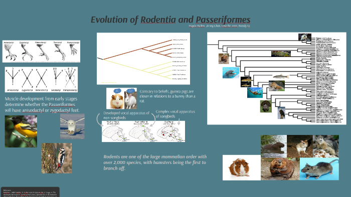 Evolution of Rodentia and Passeriformes by Wendy Ly