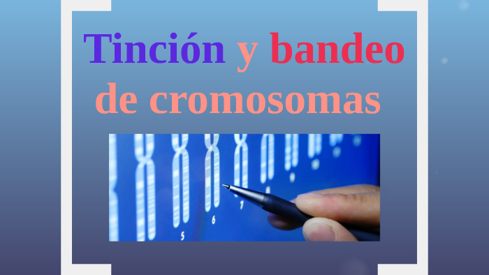 Tinción y bandeo by Aroa Castillo Ayala on Prezi