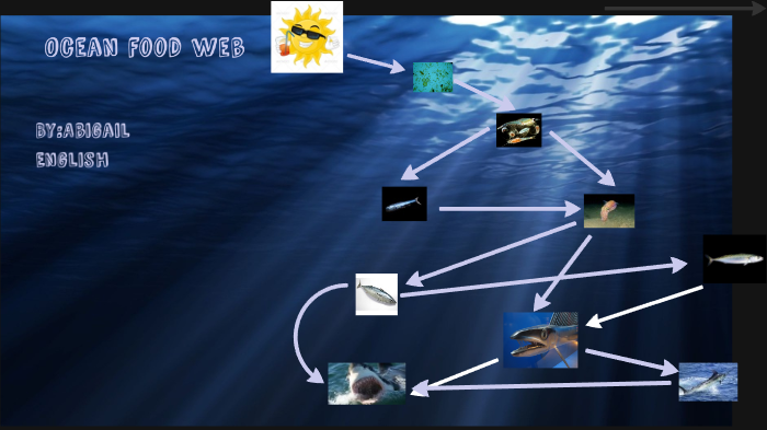 Marine food web by Abigail English on Prezi