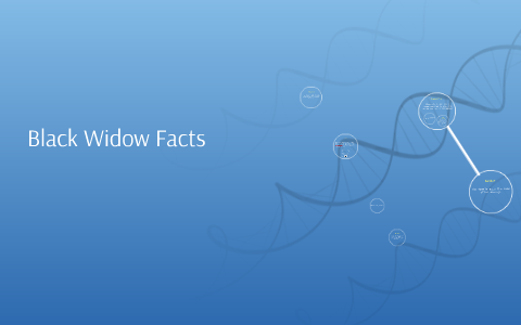 Black Widow Facts by Rachel Williams on Prezi