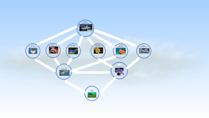 Great Barrier Reef Food Web by Angie Prince on Prezi