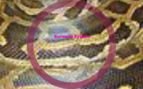 Burmese Python by Yulianna Cleto on Prezi