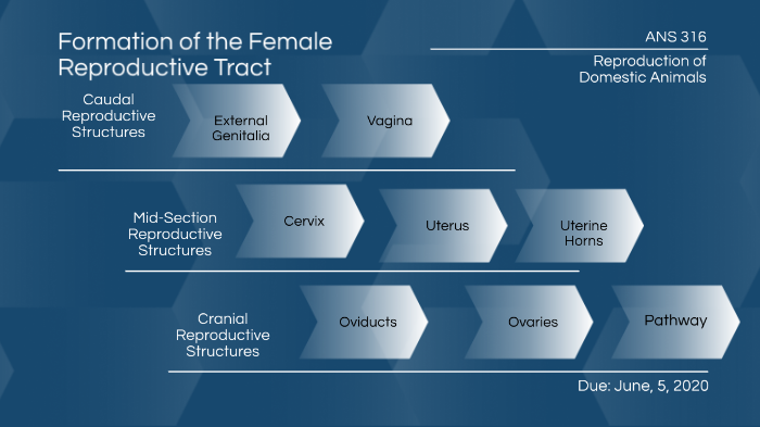 Formation of the Female Reproductive Tract by Jodie Young on Prezi