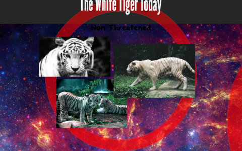 Evolution of the arma white tiger By Arwa Khan by Arwa Khan on Prezi