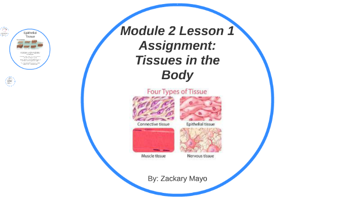 Module 2 Lesson 1 Assignment: Tissues in the Body by Zackary Mayo on Prezi