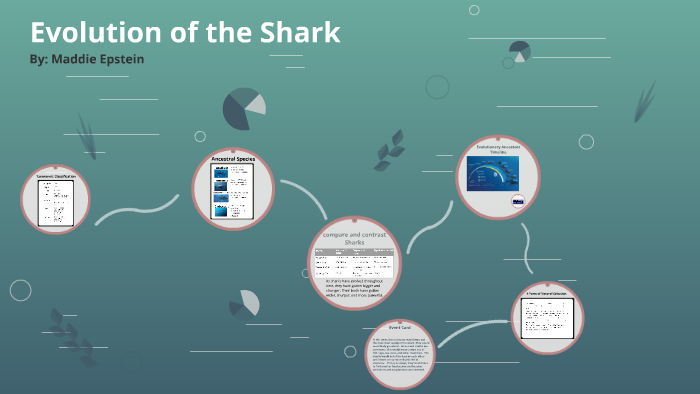 Timeline Evolution of Sharks by Caroline Epstein