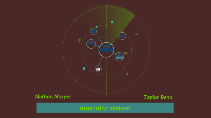 muscular system by nathan Nipper on Prezi