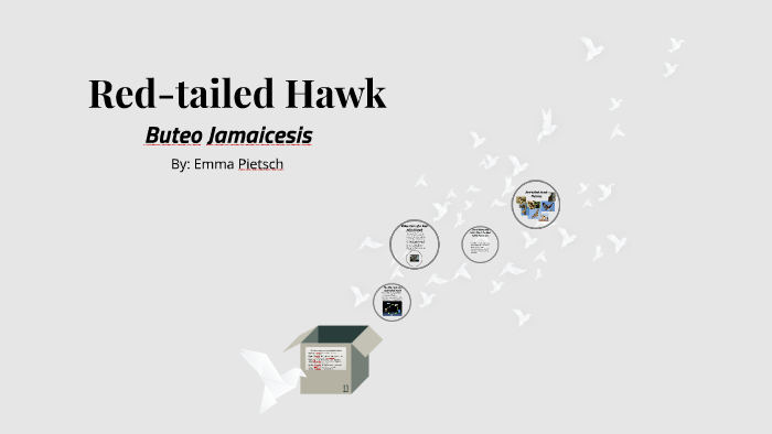 Red Tailed Hawk by Emma Pietsch on Prezi