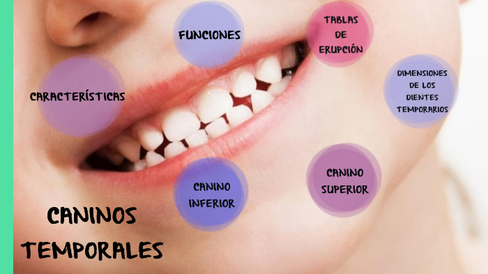 Caninos Temporales by Samy Paucar on Prezi