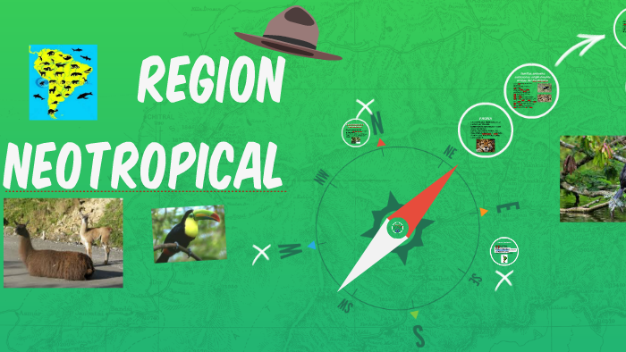 REGION NEOTROPICAL by eduardo giler on Prezi
