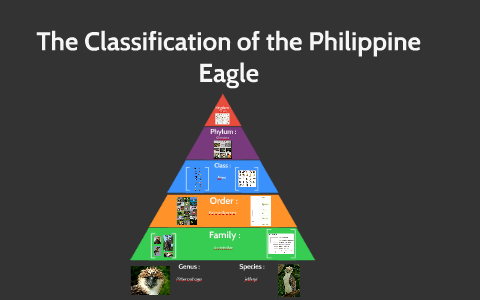 The Classification of the Philippine Eagle by s p on Prezi