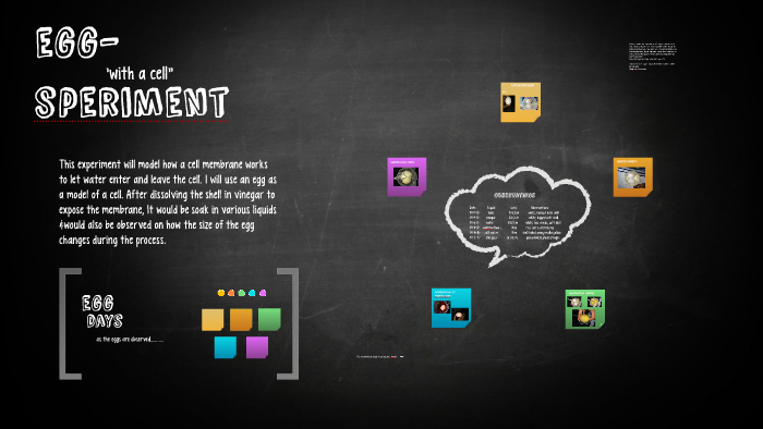 EGG-SPERIMENT by Isata Kamara on Prezi