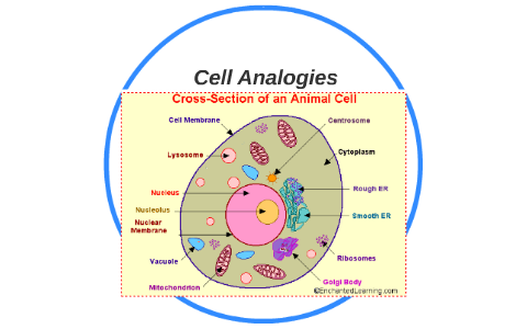 Cell Analogies by Merritt G. on Prezi