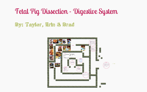 Fetal Pig Dissection of the Digestive System by Taylor Rose on Prezi