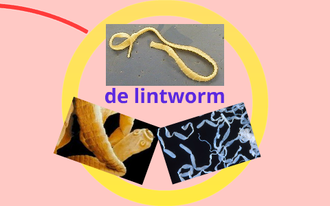 de lintworm by tess hoogerwerf on Prezi
