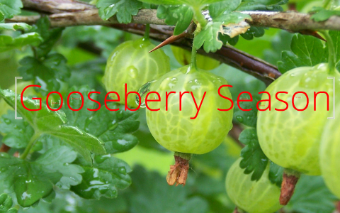 Gooseberry Season by Reading School on Prezi