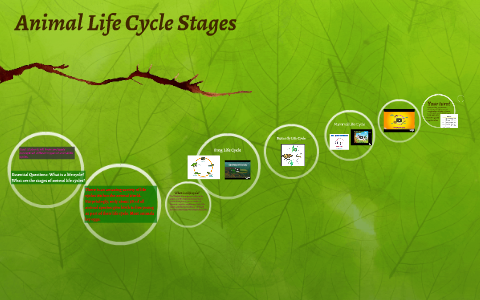 Animal Life Cycle Stages by Lauren Smith on Prezi