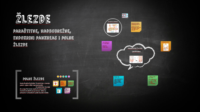 Paraštitne žlezde by Lana Banana on Prezi