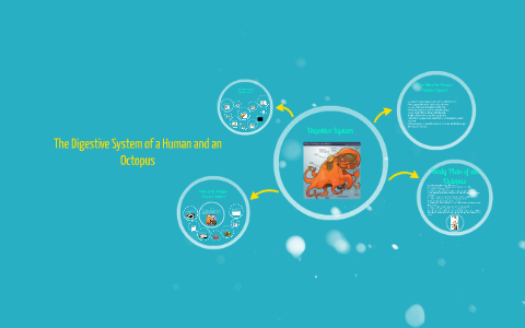 The Digestive System of an Octopus by Rebecca LM on Prezi