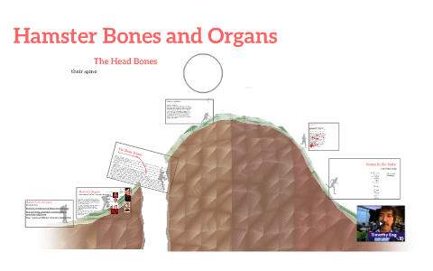 Hamster bones and organs by Malachi Giddens on Prezi