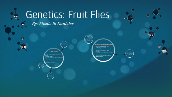 Genetics: Fruit Flies by Elisabeth Dantzler on Prezi
