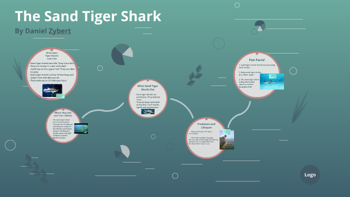 The Sand Tiger Shark by Paula Ullman on Prezi