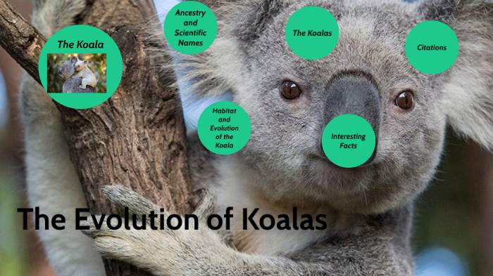 Evolution of a Koala by KaliAnn Weidemann on Prezi