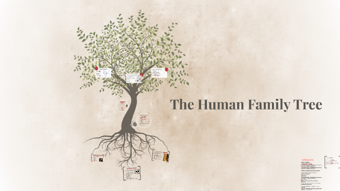The Human Family Tree by lam p on Prezi