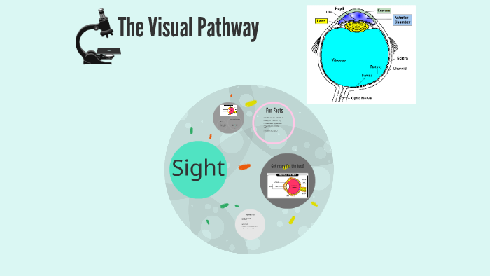 The Visual Pathway by Nora Hart on Prezi