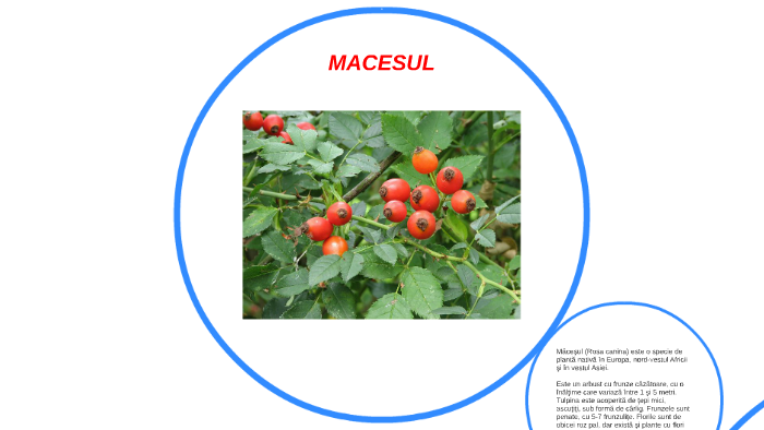 MACESUL by Moldoveanu Briana on Prezi