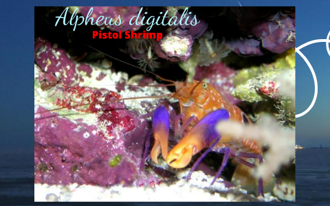 Alpheus digitalis by Hamad Ullah on Prezi