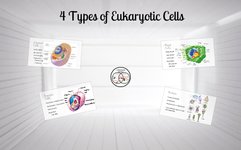 Types of Eukaryotic Cells by Andrew Milligan on Prezi