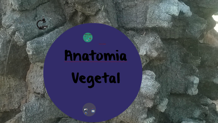 Anatomia Vegetal by mariana vidal barbosa on Prezi