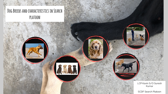 Dog breeds and Characteristics in SCDF Search Platoon by Kavin Suresh ...