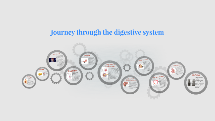 Journey through the digestive system by Justin Hall