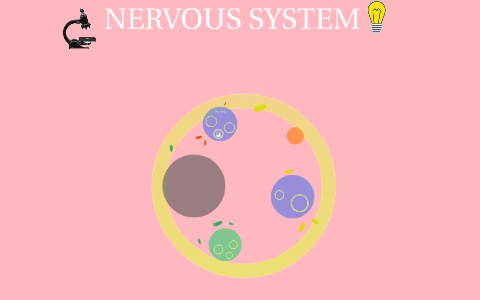 NERVOUS SYSTEM by Caroline Baez on Prezi