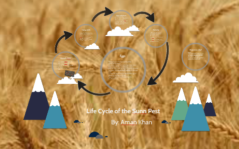 Life Cycle of the Sunn Pest by Therckle Robinson on Prezi