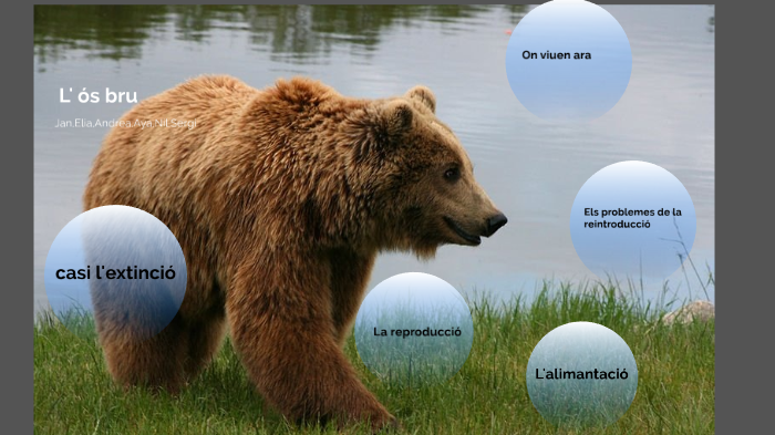 L'ós bru by Jan Ribera on Prezi